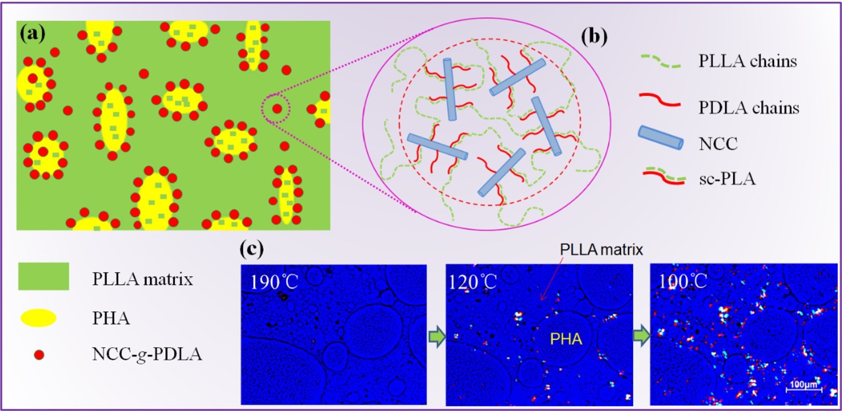 Cellulose-g-poly (D-lactide) nanohybrids induced significant low melt ...